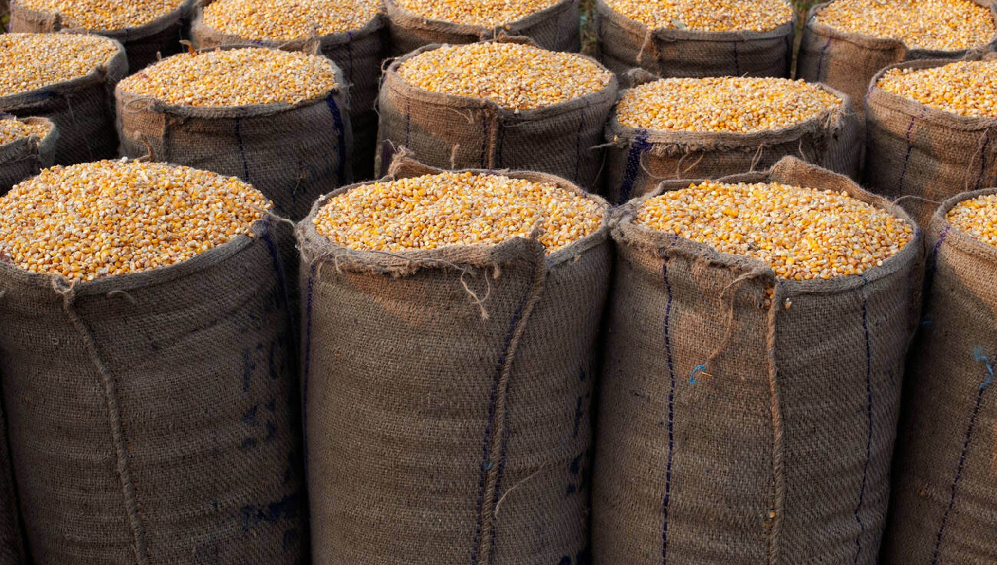 Maize (Corn) – Aquatic Orange Limited